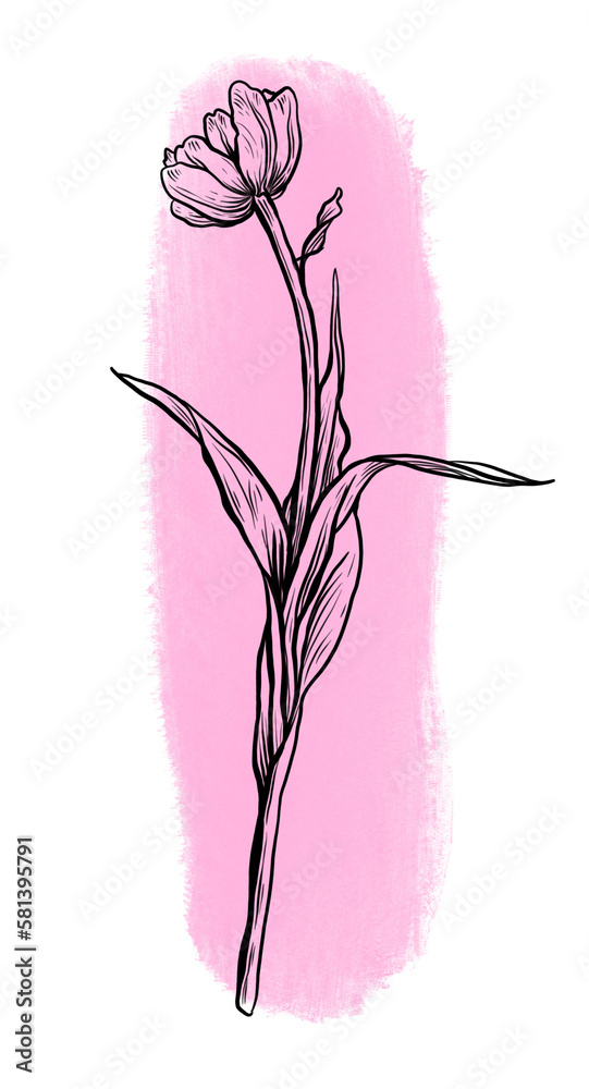 Tulip with pink paint stroke as a background. A floral graphic element ...
