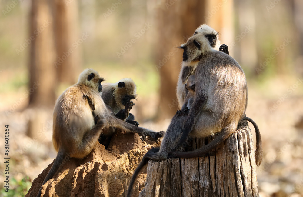 Gray langurs, also called Hanuman langurs and Hanuman monkeys ...