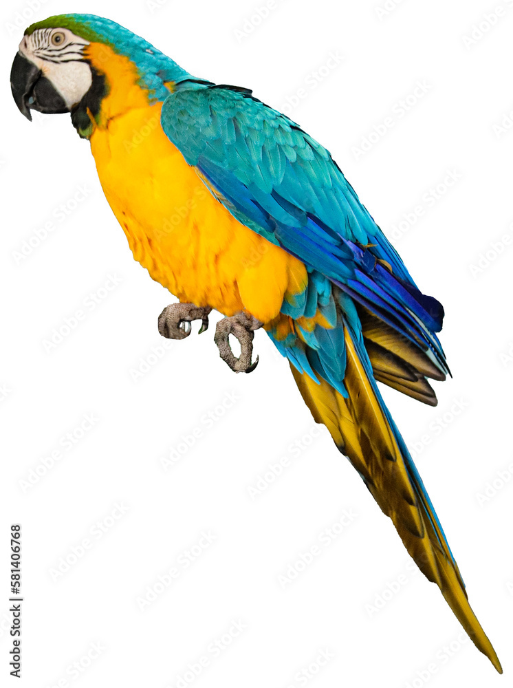 blue and Yellow Macaw - Exotic Bird - African Macaw - Colorful Parrot ...