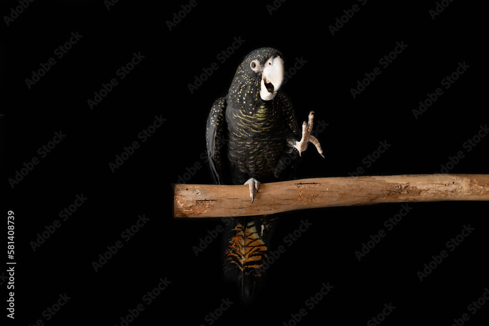 A female Australian red tailed black cockatoo (Calyptorhynchus banksii ...
