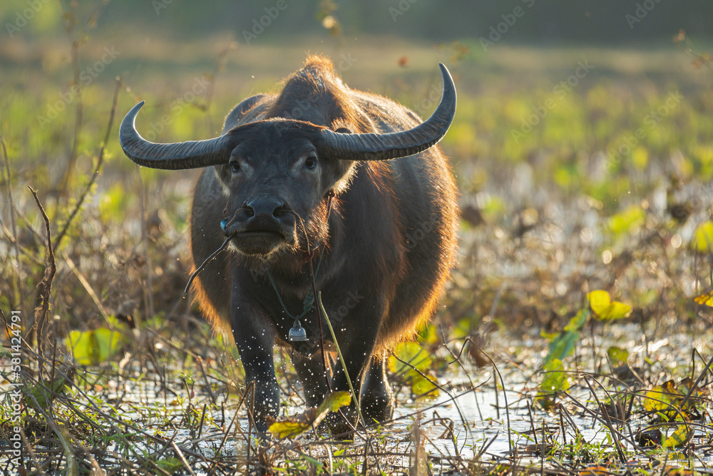Asian water buffalo enjoy eating in the lotus field. Thailand ...