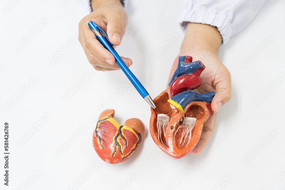 Teacher hand with heart model pointing heart anatomy human body model ...