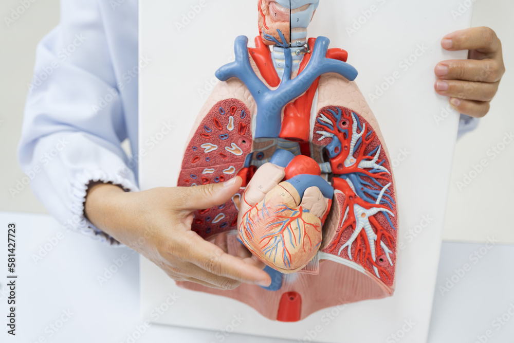 Doctor hand pointing lung and heart anatomy human model .Part of human ...