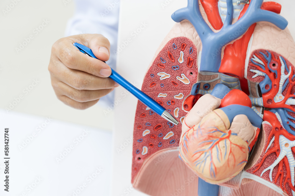 Doctor hand pointing lung and heart anatomy human model on white ...