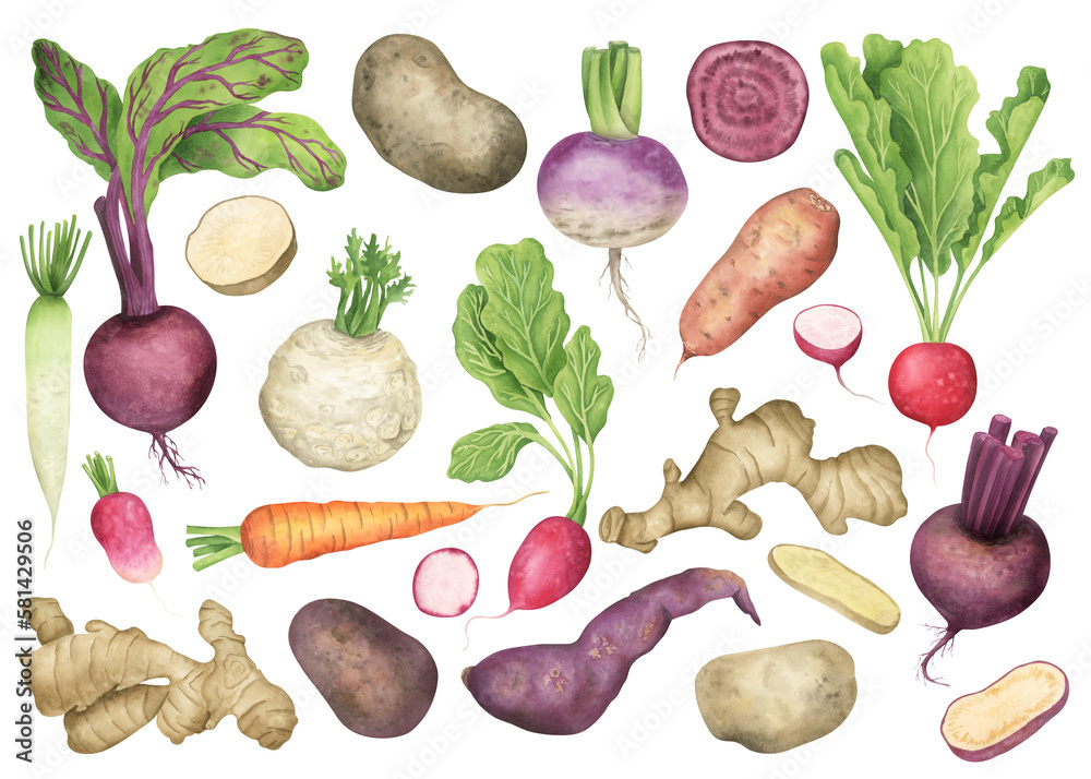 Root vegetables watercolor illustration. Food hand drawn clipart ...