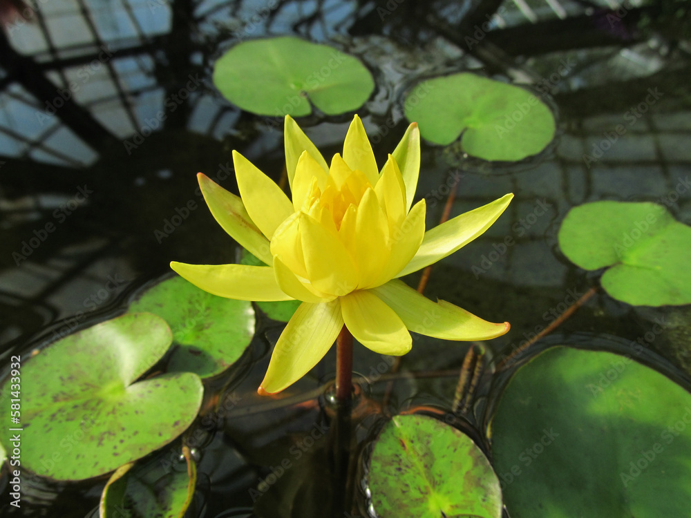Yellow water lily (Nymphaea colorata) with a beautiful flower on the ...