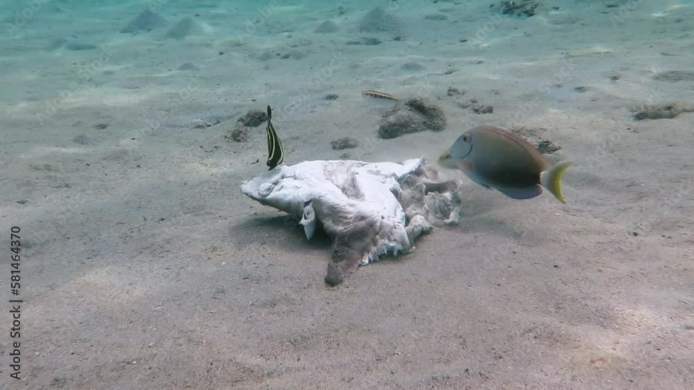 Fish eating remains of shark on sandy bottom. Swimming and feeding ...