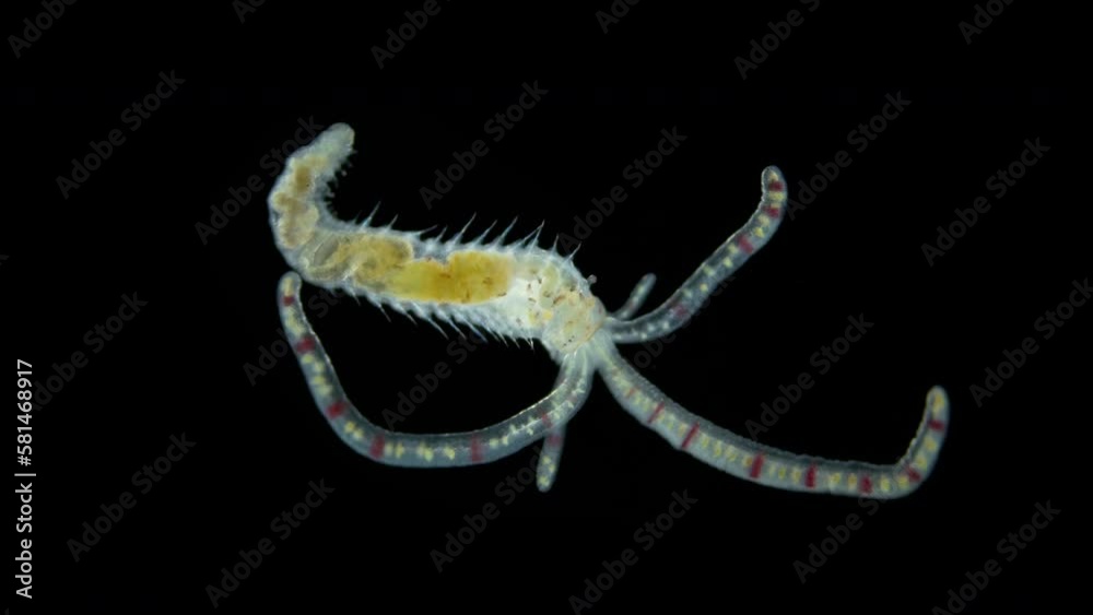 Worm Polychaeta of family Terebellidae under the microscope, phylum ...