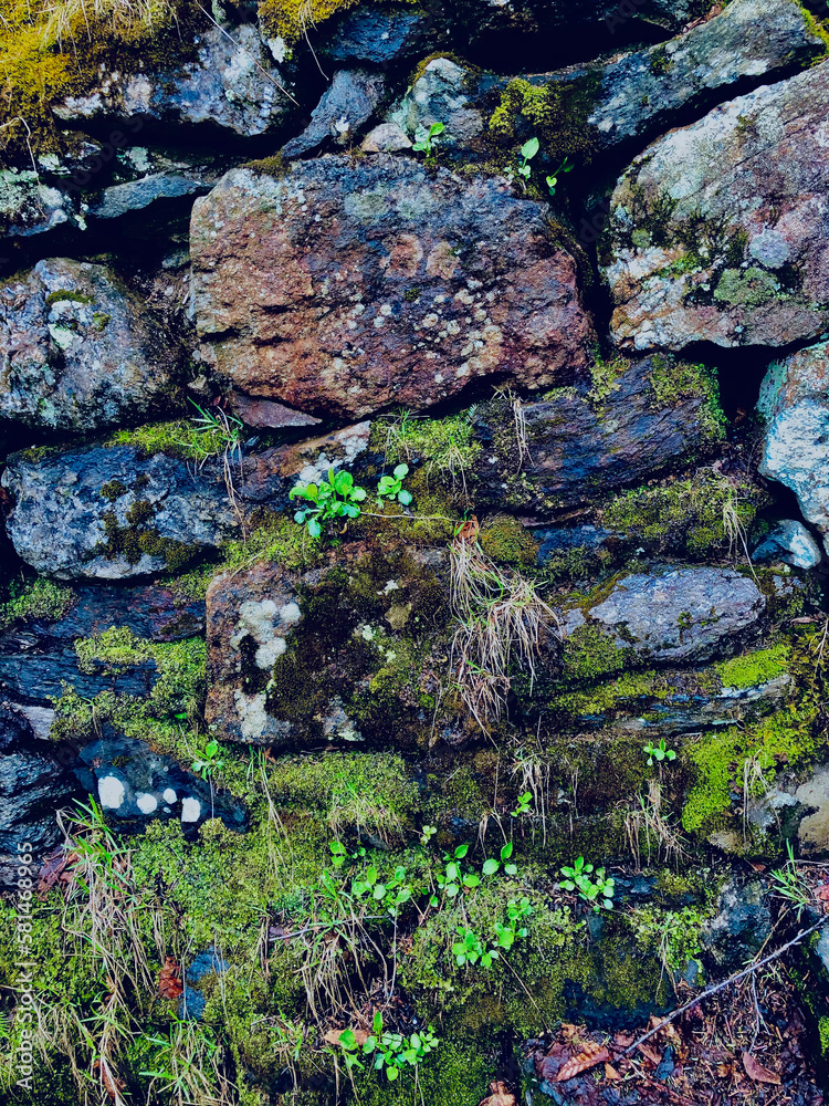 A beautiful rock wall on a mountain wet from a summer rain, with moss ...
