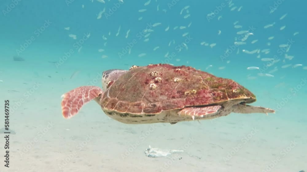 Loggerhead sea turtle (Caretta caretta) and school of fish in shallow ...