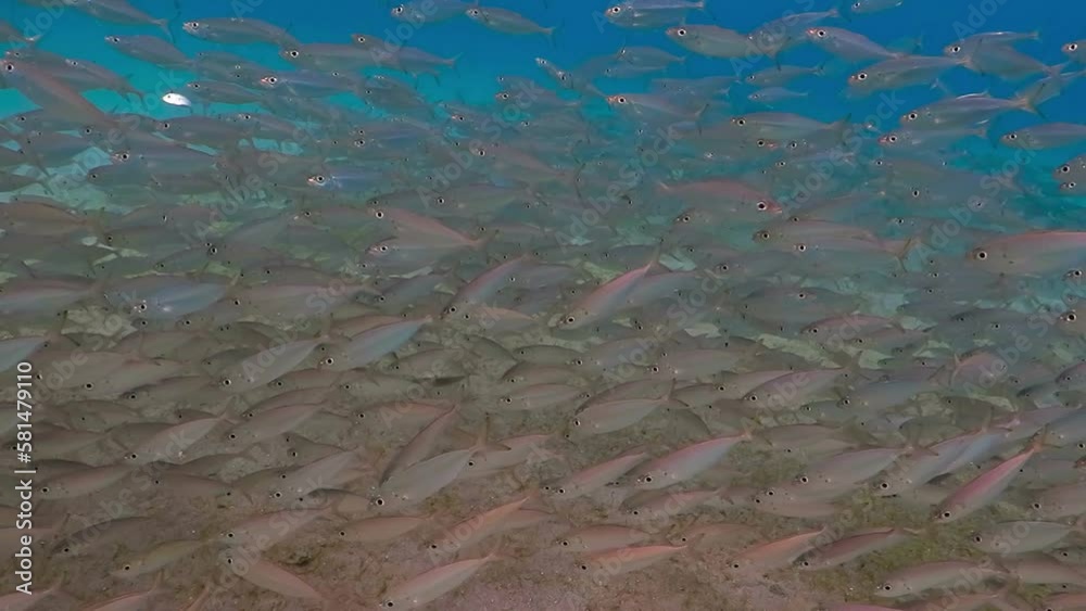 School of silver fish (Bigeye scad) swimming in shallow tropical ocean ...