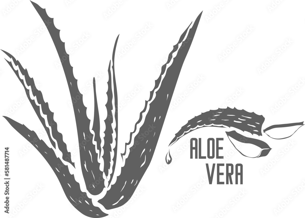 Vetor de Aloe Vera plant care vector silhouette. Aloe Barbadensis plant ...