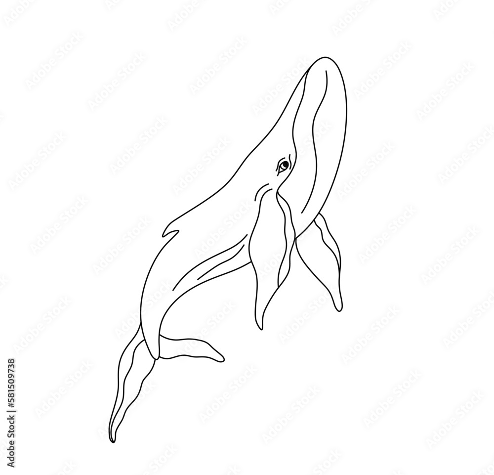 Vector isolated one single swimming floating whale colorless black and ...