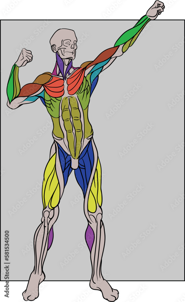 Human body with colored muscles, drawing, front view Stock Vector ...