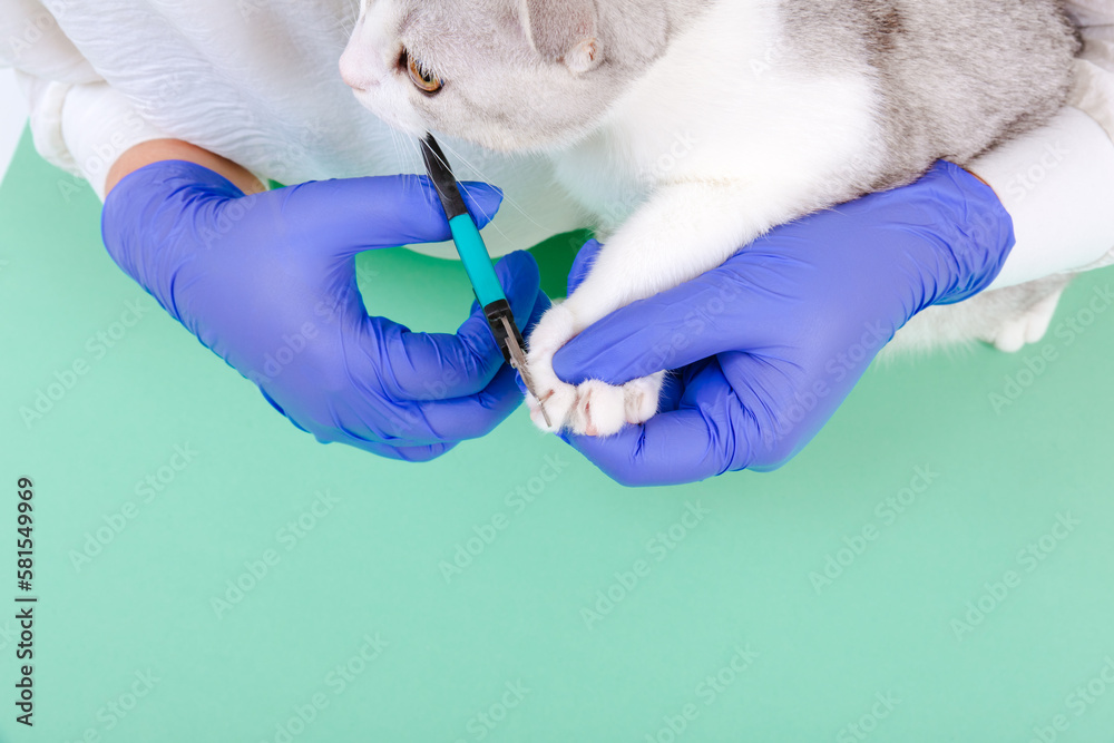 Female vet in blue gloves holding a claw cutter for cat. Vet doctor ...