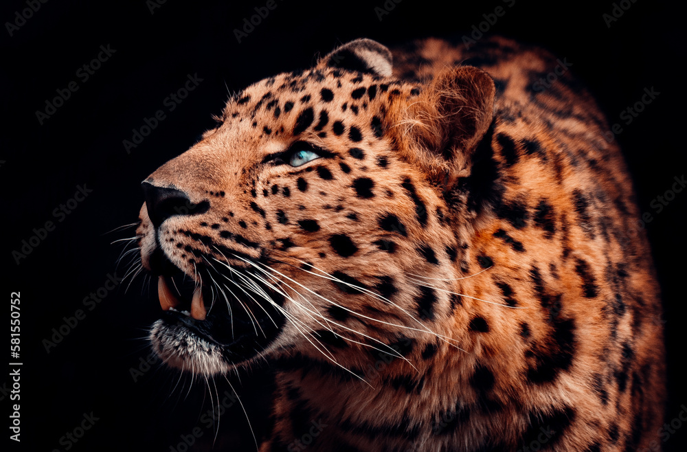 Amur Leopard Intense Stare With Mouth Open, Fangs Showing, Black ...