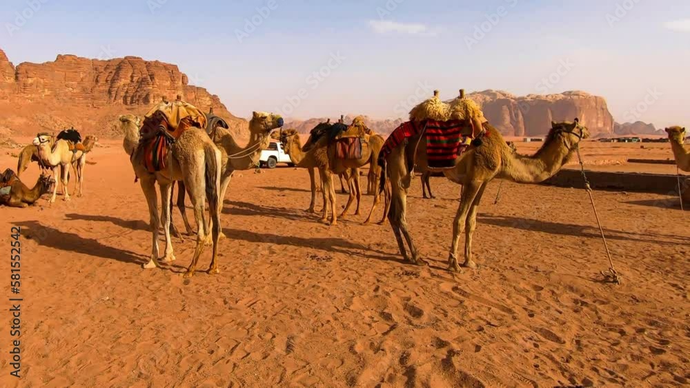 Herd of camels in the desert of Wadi Rum, horizontal, slow shot. vídeo ...