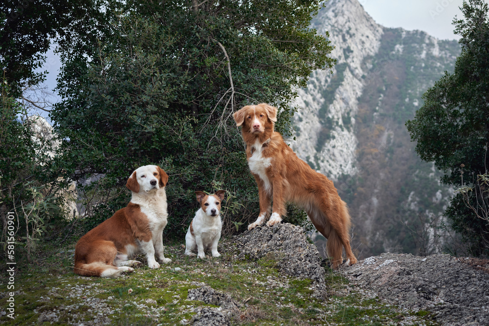 Foto de three red-white dogs against the backdrop of mountains in the ...