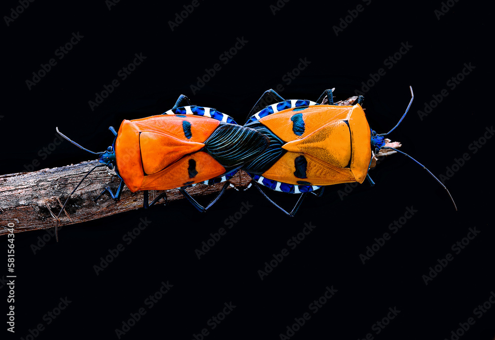Man-faced stink bug catacanthus incarnatus mating on the leaves Stock ...