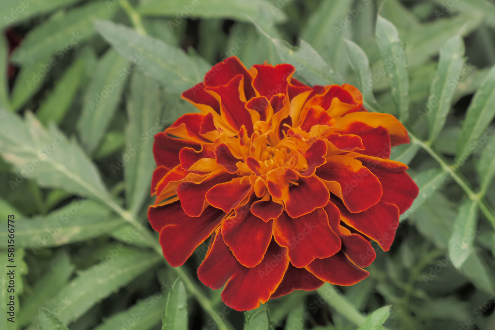 Marigolds are flowers. A flowering perennial plant. Holidays and events ...