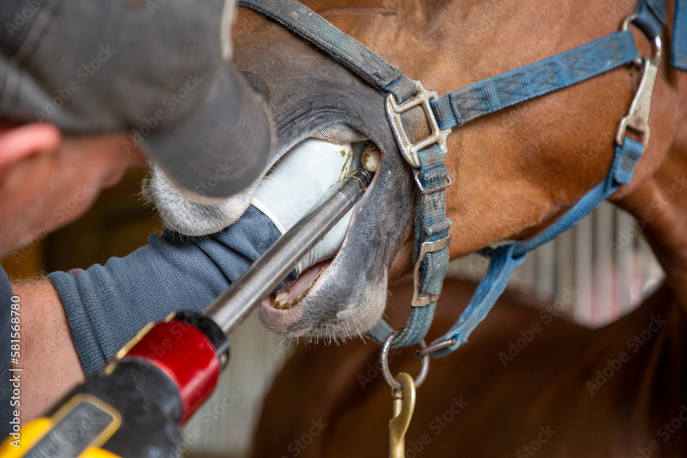 No sedation equine dentistry Stock Photo | Adobe Stock