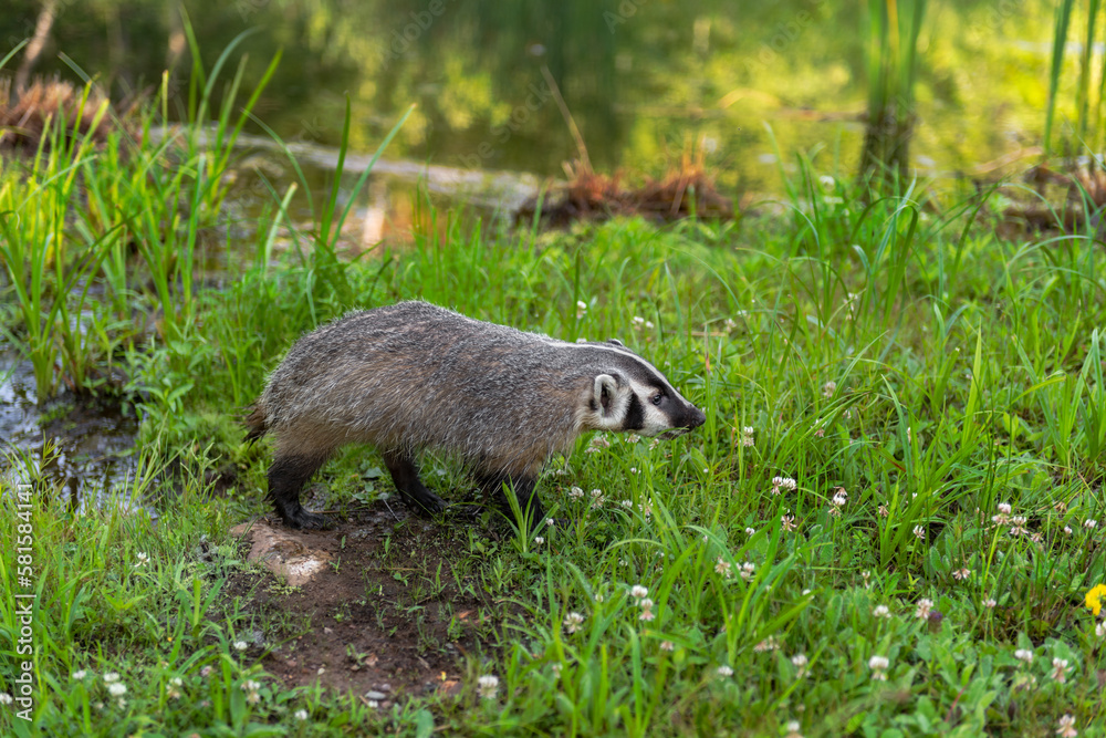 North American Badger (Taxidea taxus) Cub Walks Away From Water Summer ...