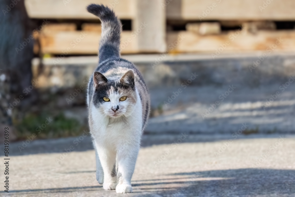 Cute domestic cat with angry unhappy look close-up portrait walking to ...