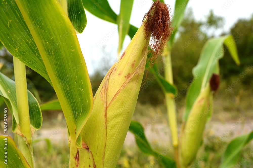 Maize or corn organic planting in cornfield. It is fruit of corn for ...