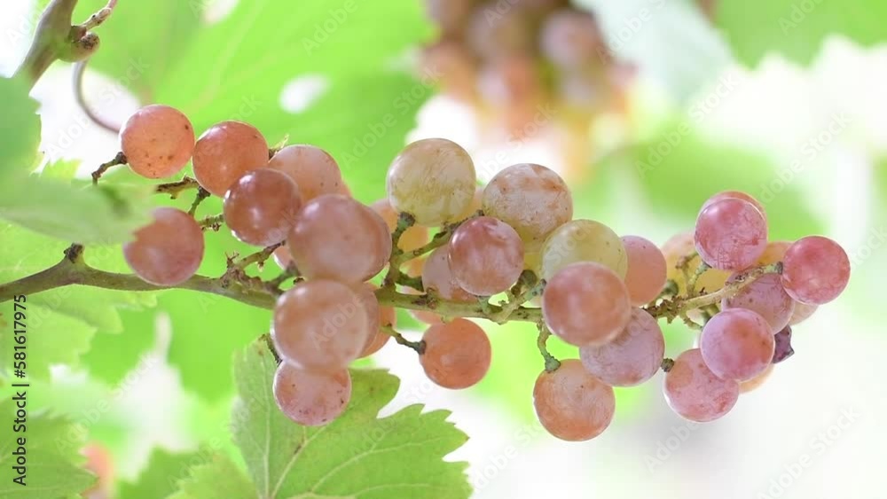 Uvas en la Planta. Frutas de estación. racimo de uvas. Cortar fruta ...