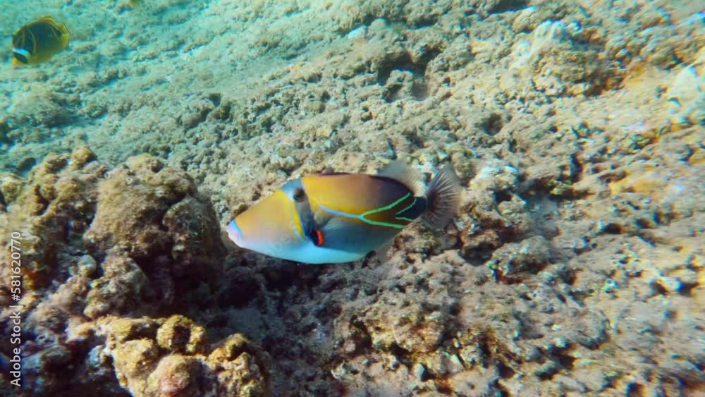 Tropical coral reefs. Underwater life with colorful fishes in pacific ...