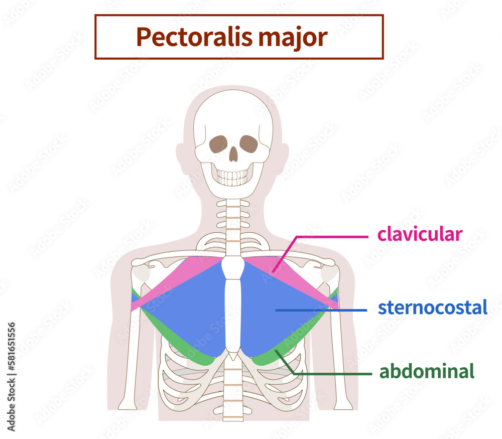 Illustration of the anatomy of the pectoralis major muscle Stock Vector ...