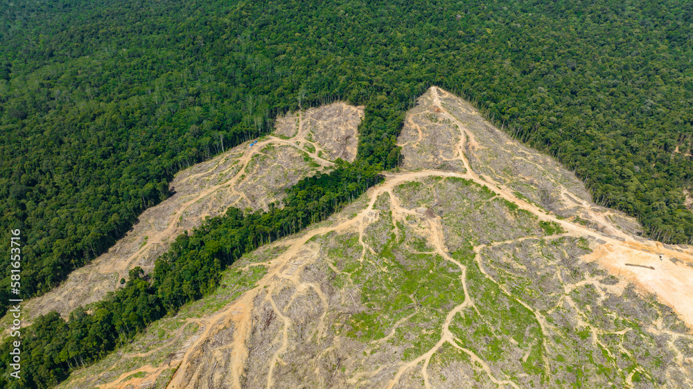 Aerial view of rainforest cut down to make way for oil palm plantations. Deforestation. Jungle ...