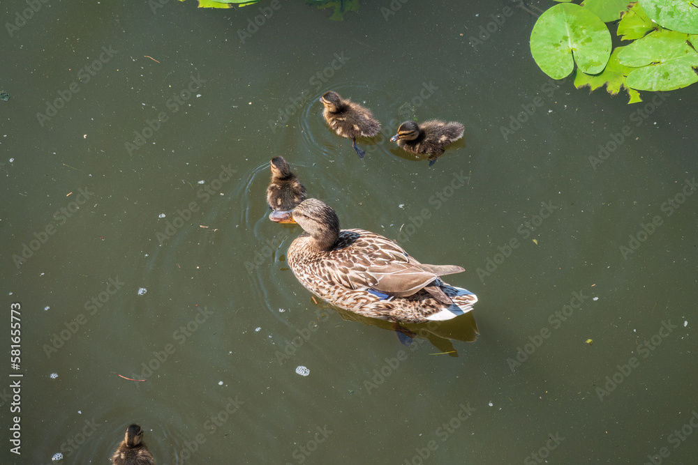 A family of ducks, a duck and its little ducklings are swimming in the water. The duck takes ...