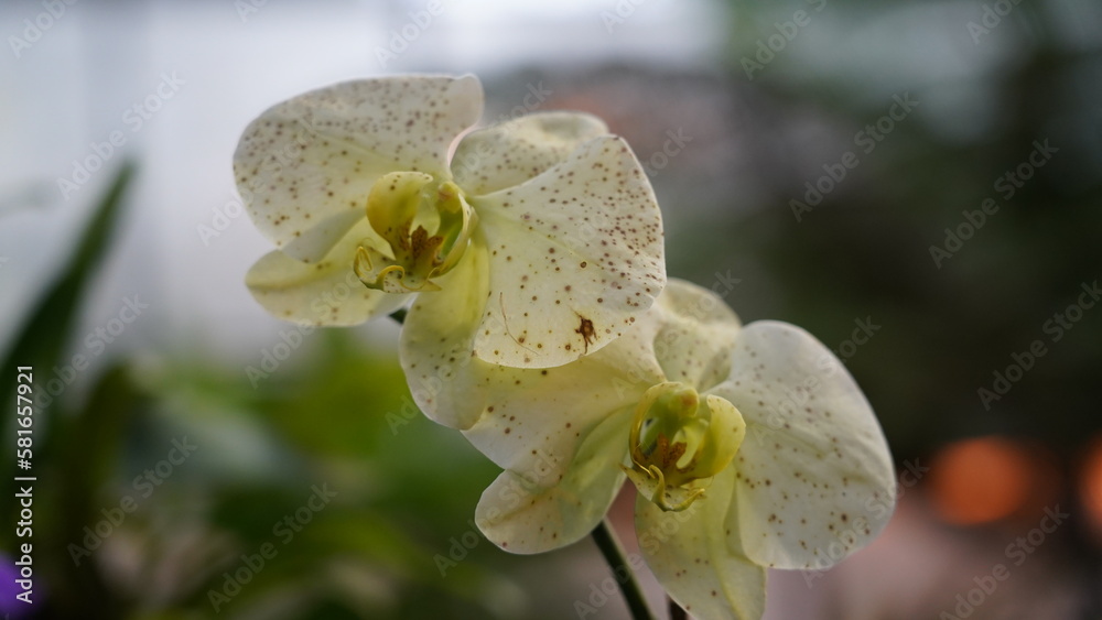 "Orchid delirium" is not a recognized botanical or medical term. It ...