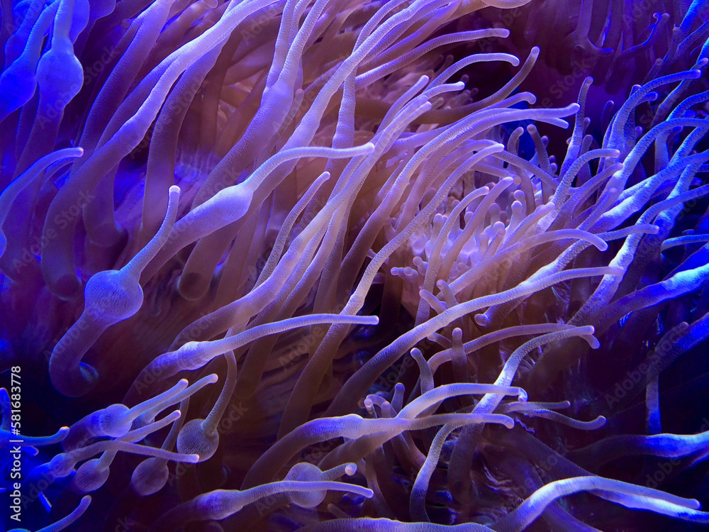 Closeup image of colony of bubble tip anemones with natural light. End of tentacles look like ...