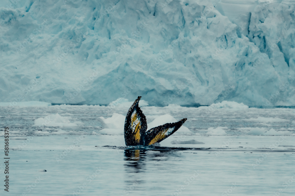 Tail of Humpback Whale Surfaces, As It Dives Down For Food In ...