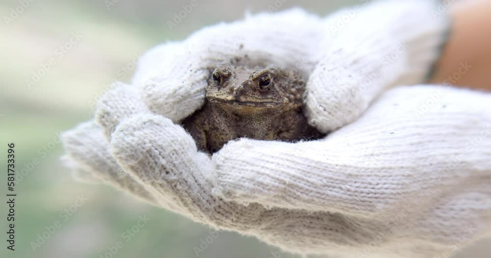 Human hands hold a toad with white cotton garden gloves to protect ...