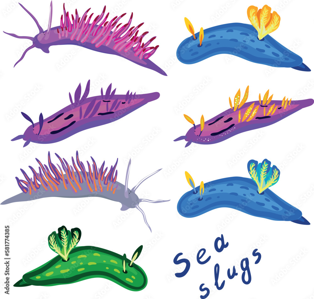 Set of sea slugs isolated on white background. Aeolid nudibranchs and ...