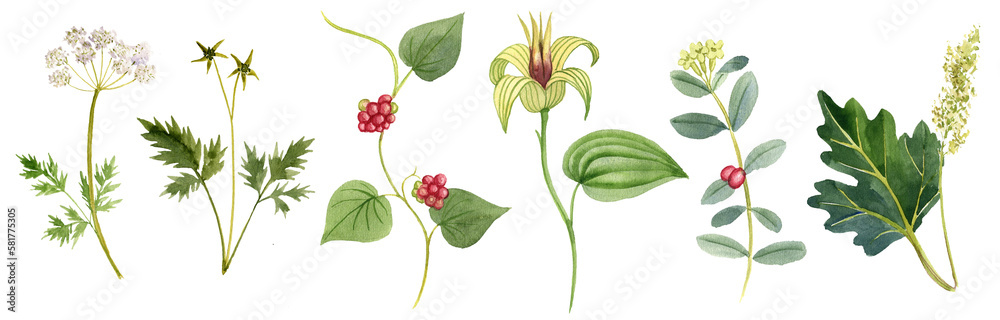 watercolor drawing herbs of traditional chinese medicine Szechuan ...