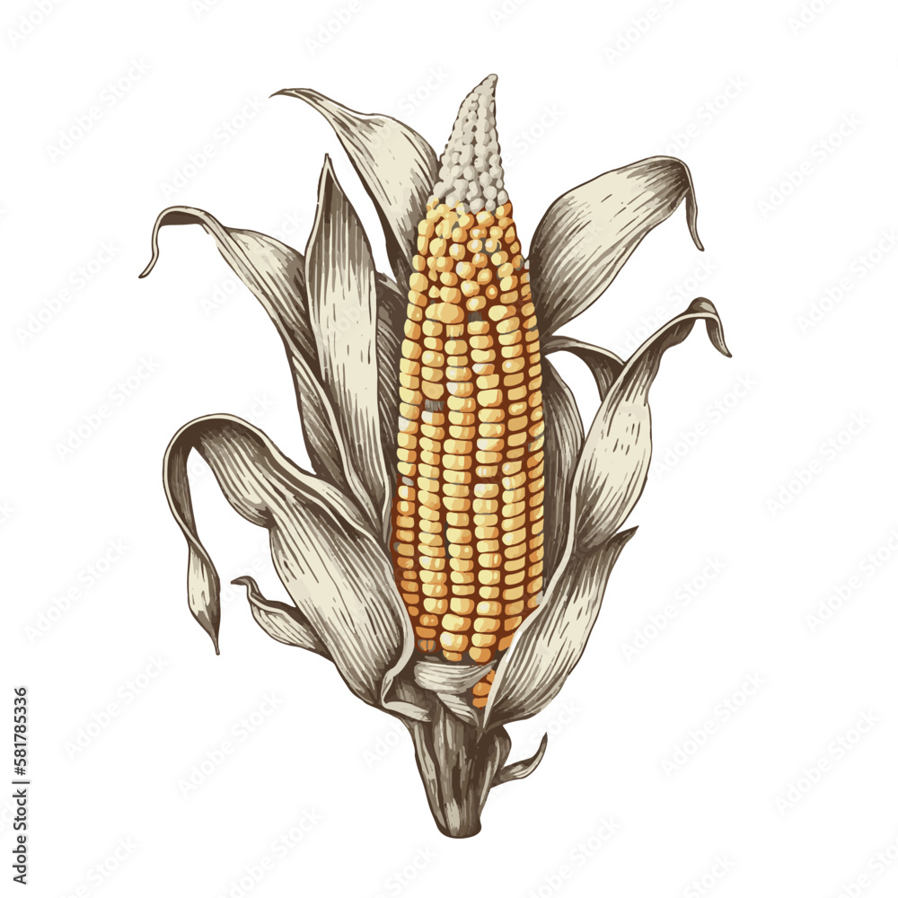 Corn, grains and cornlets. Ink sketch of maize isolated on white ...