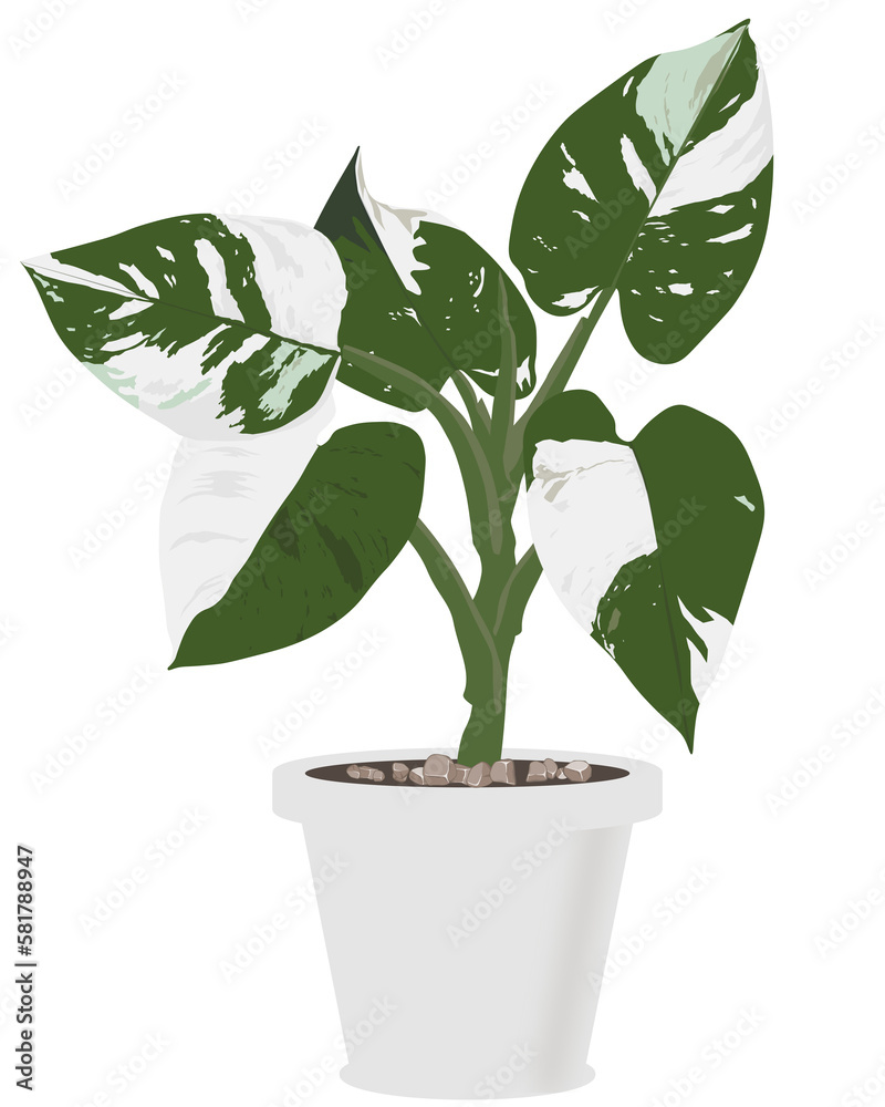 The Philodendron White Knight is the beautiful marble-like variegation ...
