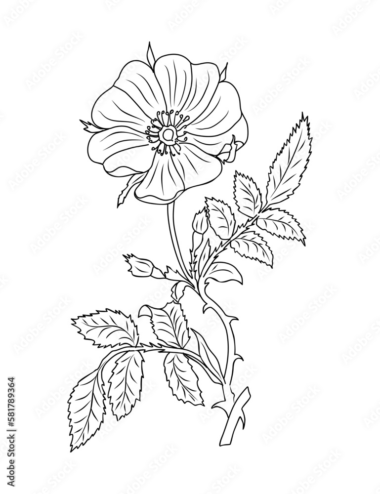 Hawthorn May birth month flower line art vector illustration. Modern ...