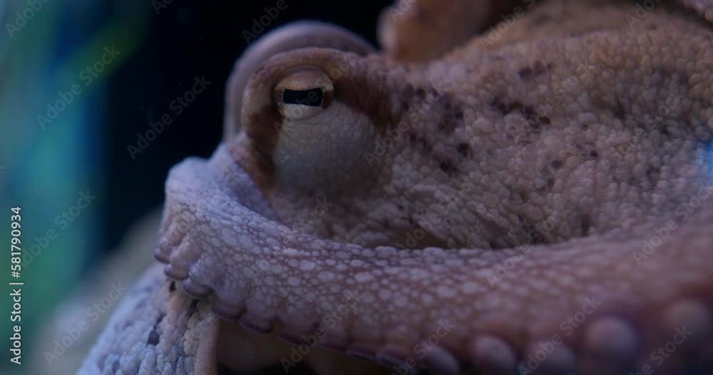 Close-up view of the head of an octopus, including its eyes, tentacles ...