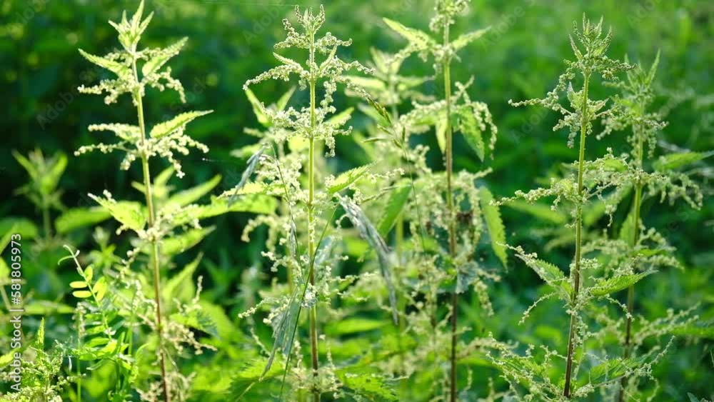 Bush of stinging-nettle. Medical Nettle leaves with flowers on warm ...