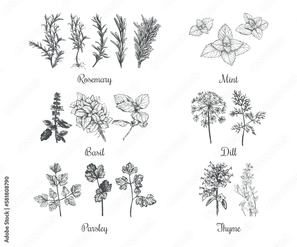 Collection of herbs vector illustration. Set of herbs Stock Vector ...