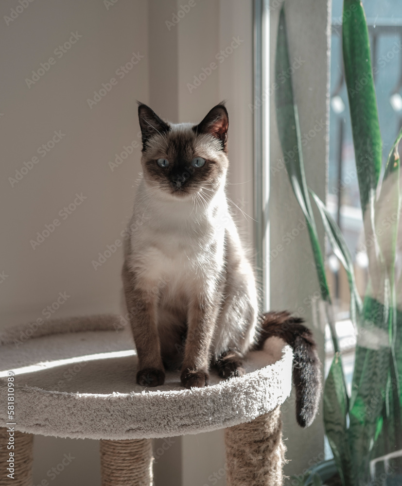 young curios female siamese thai cat sitting on pet place at window ...