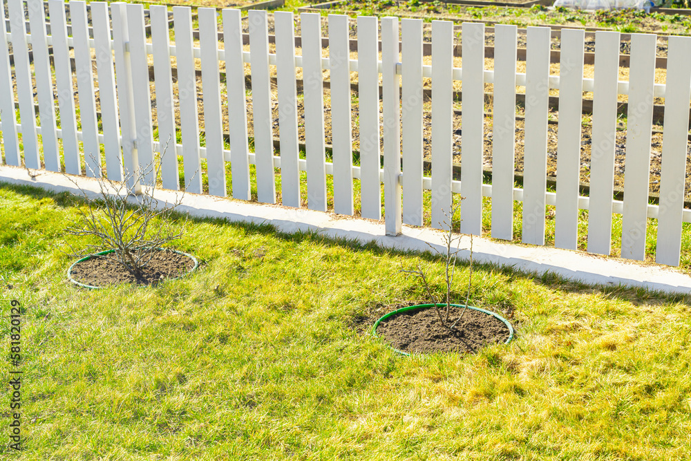 Bushes of gooseberries and currants with bare branches after winter ...