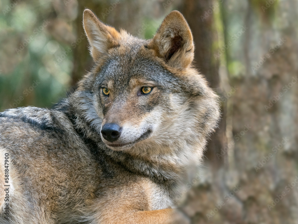 Grey wolf (Canis lupus) portrait, Captive. Stock Photo | Adobe Stock