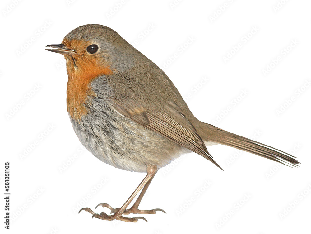 robin bird png format isolated on clear background Stock Photo | Adobe ...