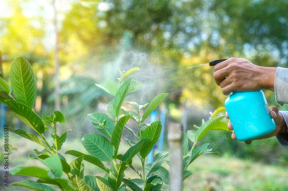 Hands are using a proxy to spray a mixture of insecticide and spray the ...